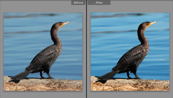 Editing Bird Photos: A Beginner's Guide - Because Birds