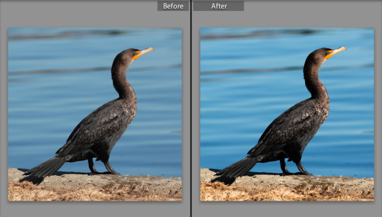 Editing Bird Photos: A Beginner's Guide - Because Birds