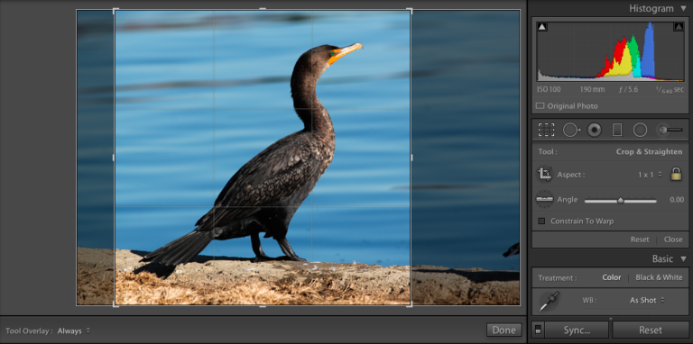 Editing Bird Photos: A Beginner's Guide - Because Birds