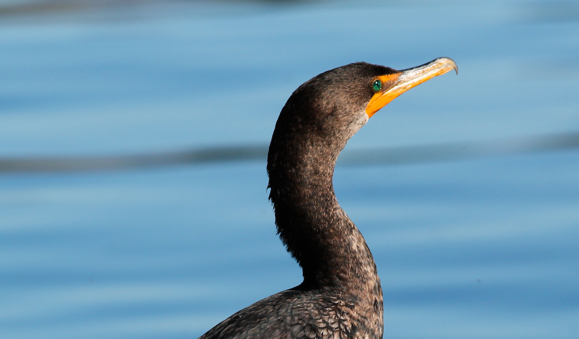 Editing Bird Photos: A Beginner's Guide - Because Birds