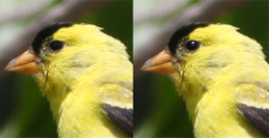 Editing Bird Photos: A Beginner's Guide - Because Birds