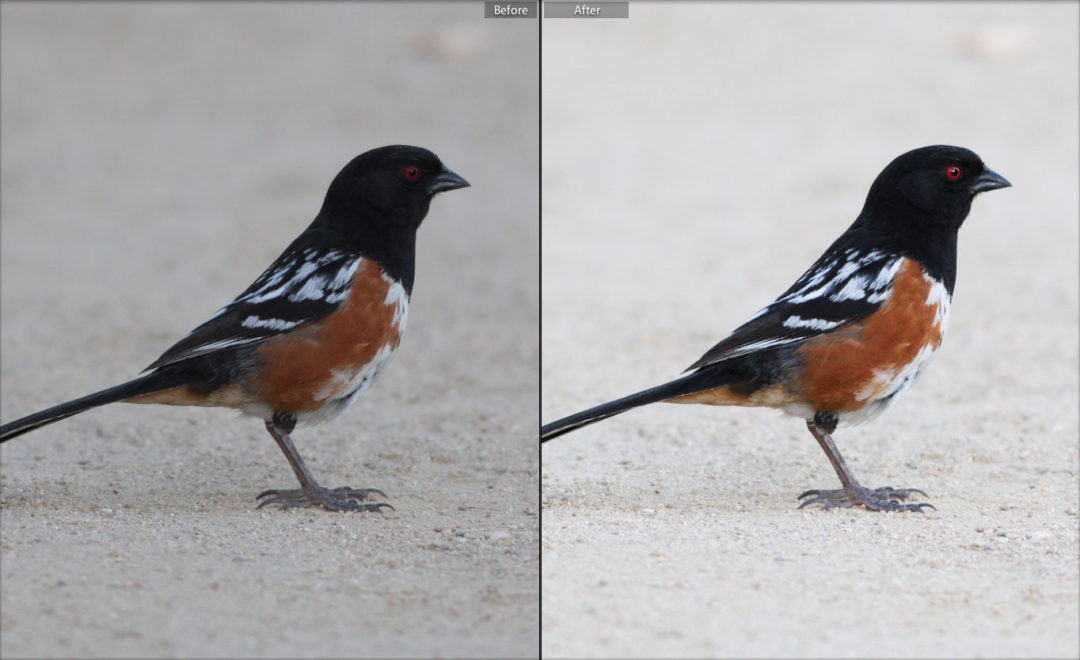 Editing Bird Photos: A Beginner's Guide - Because Birds