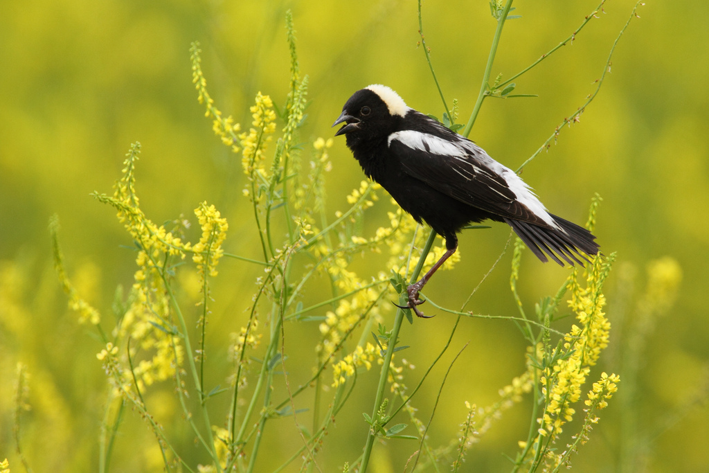 The Song of The Bobolink - Because Birds