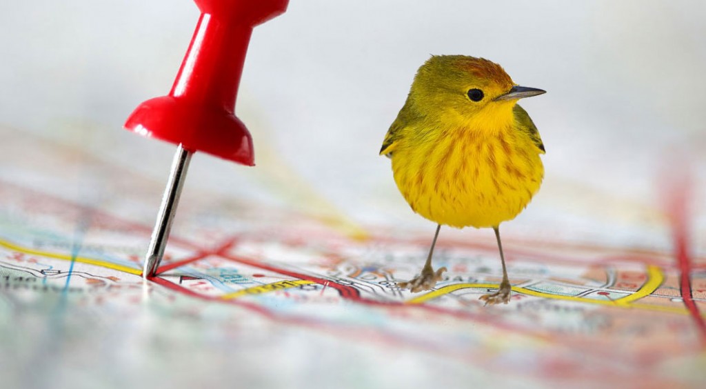 Where to Find Birds - Because Birds