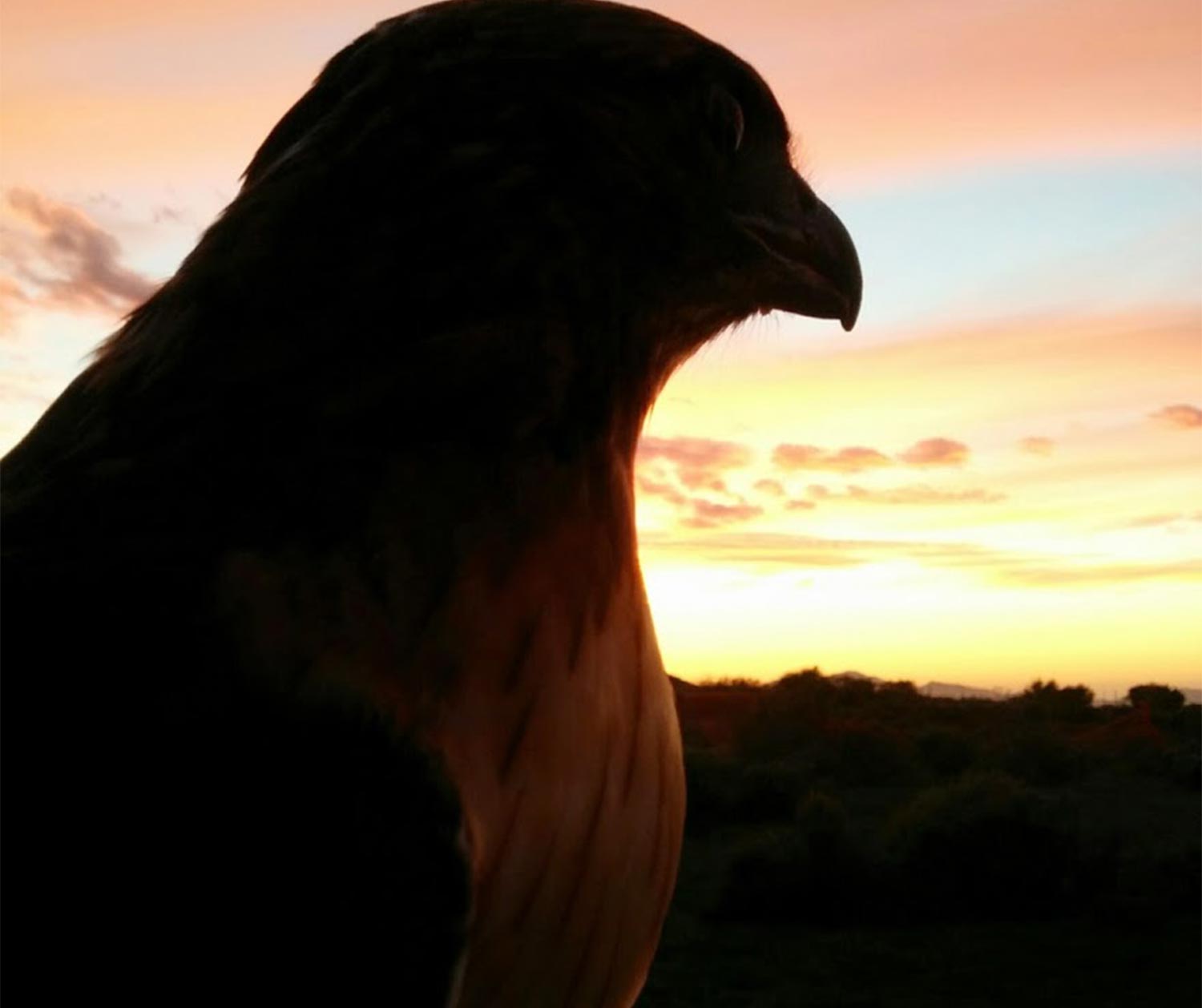 A Day in The Life of a Falconer