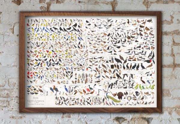 New Birds of North America Poster - 740+ Species