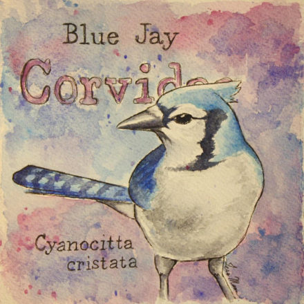 Kiwi Bird Anatomy Print - Because Birds