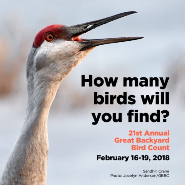 The Backyard Bird Count is Almost Here! - Because Birds