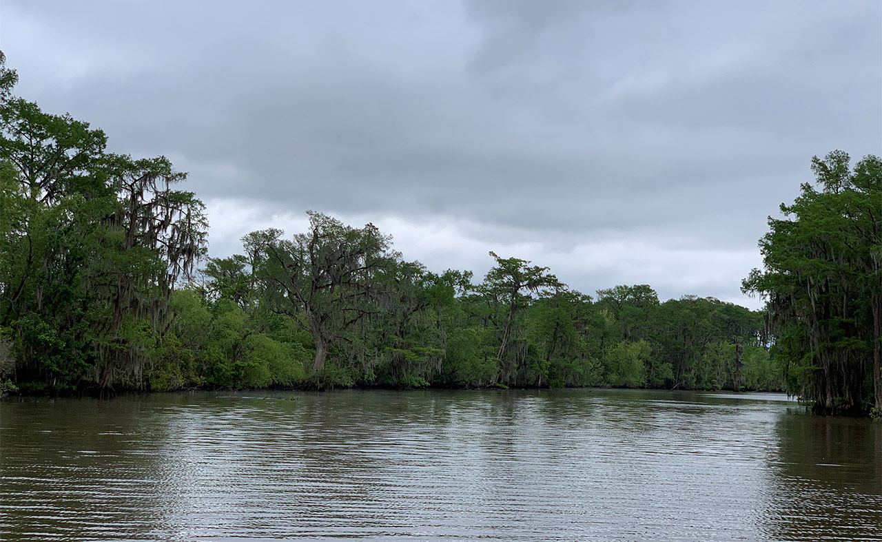 Birding in the New Orleans Bayou - Because Birds