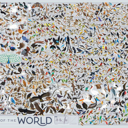 Mnemonic Bird Sounds Poster Eastern North America - Because Birds