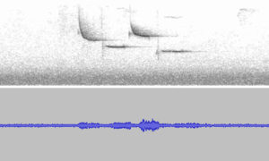 Visualize bird songs with spectrograms - Because Birds