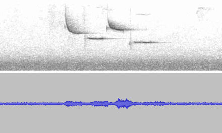 Visualize bird songs with spectrograms - Because Birds
