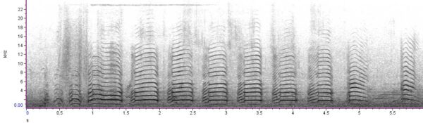 Analyzing fun bird song spectrograms - Because Birds