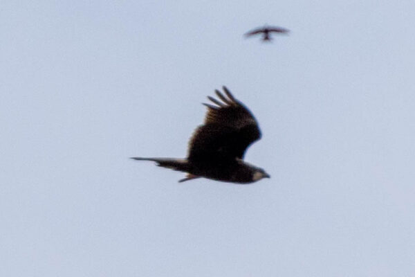 Birdwatching in Greece: A guide to notable birds in Athens and Santorini