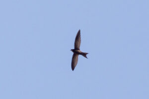 Birdwatching in Greece: A guide to notable birds in Athens and Santorini