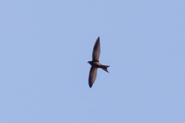 Birdwatching in Greece: A guide to notable birds in Athens and Santorini