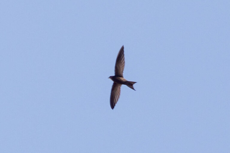 Birdwatching in Greece: A guide to notable birds in Athens and Santorini