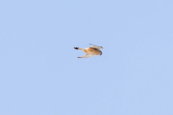 Birdwatching in Greece: A guide to notable birds in Athens and Santorini
