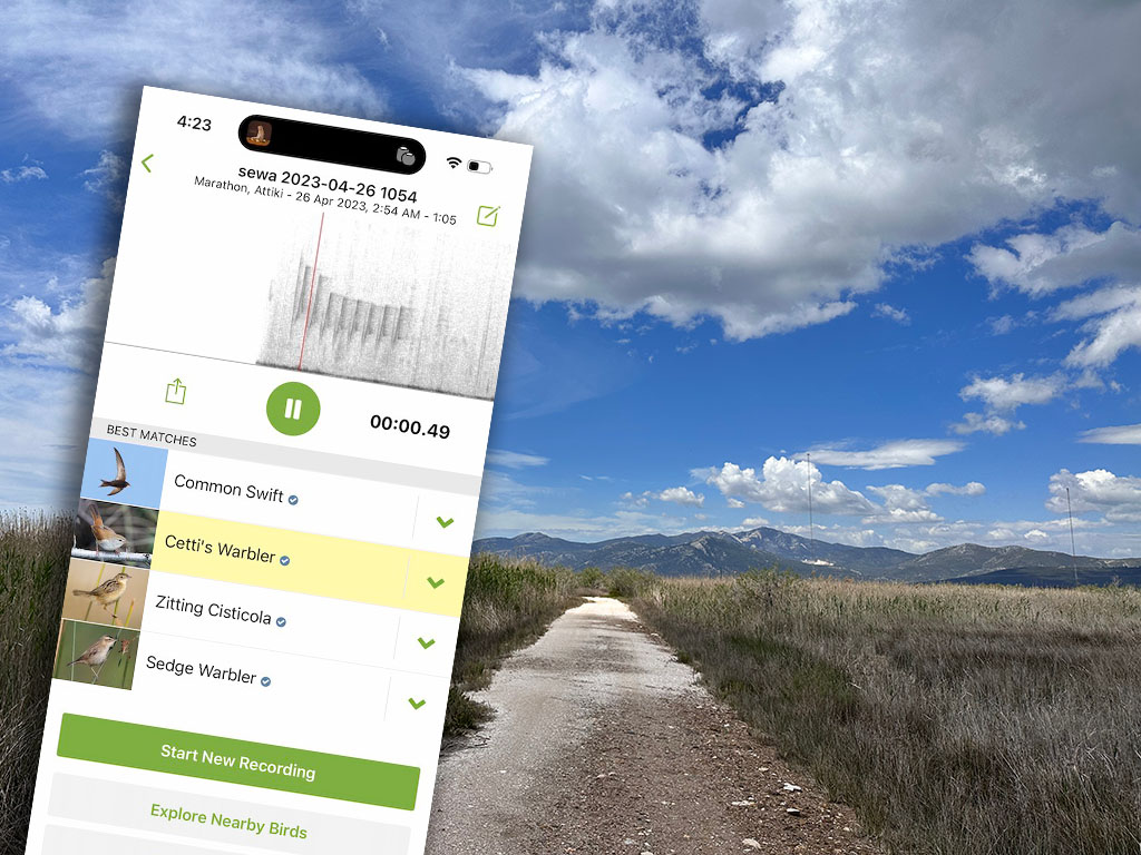 New Merlin Sound ID update: playback highlighting and iCloud backup