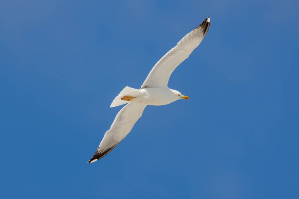 Birdwatching in Greece: A guide to notable birds in Athens and Santorini