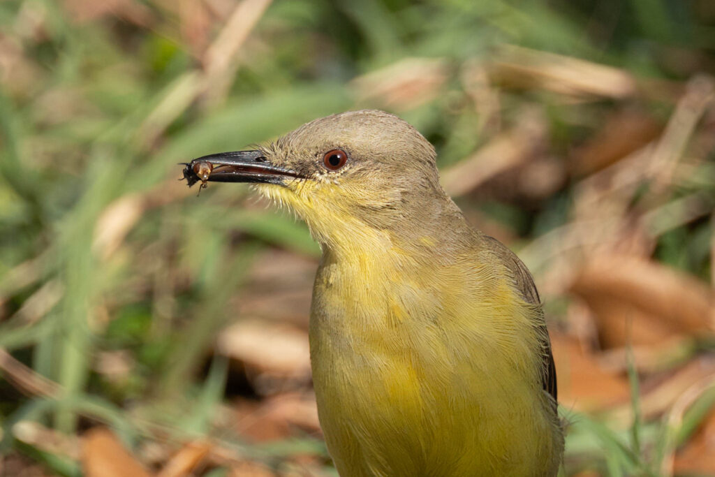 Spotting the rare Cattle Tyrant bird in Corpus Christi, Texas - Because ...