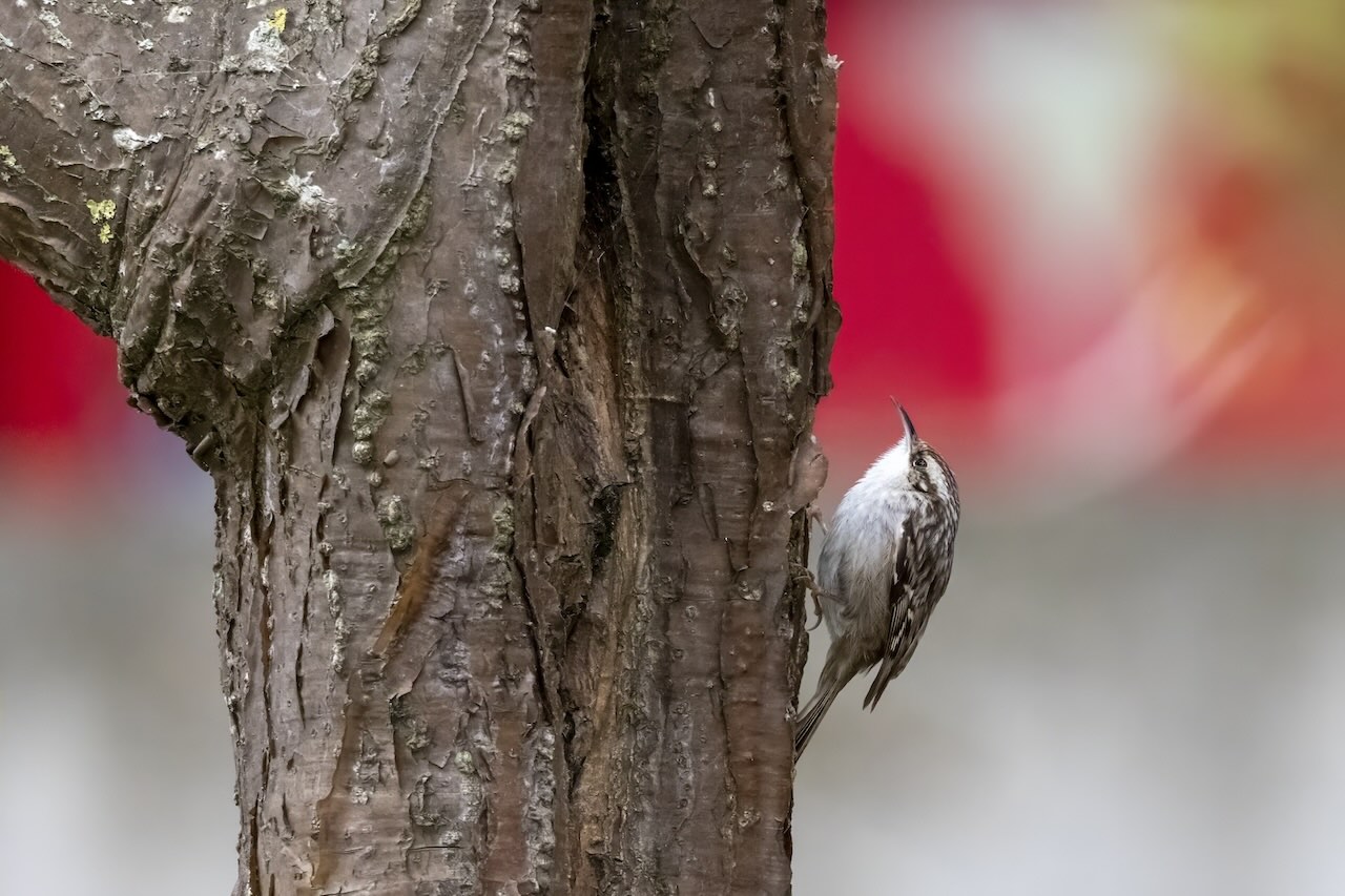 A casual birdwatcher's visit to Spain and Portugal - Because Birds