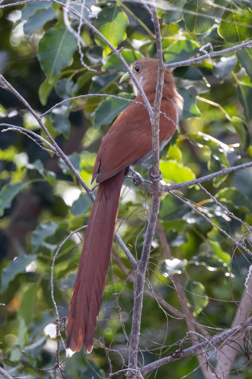 Birding in Cancun & Chichen Itza - Because Birds