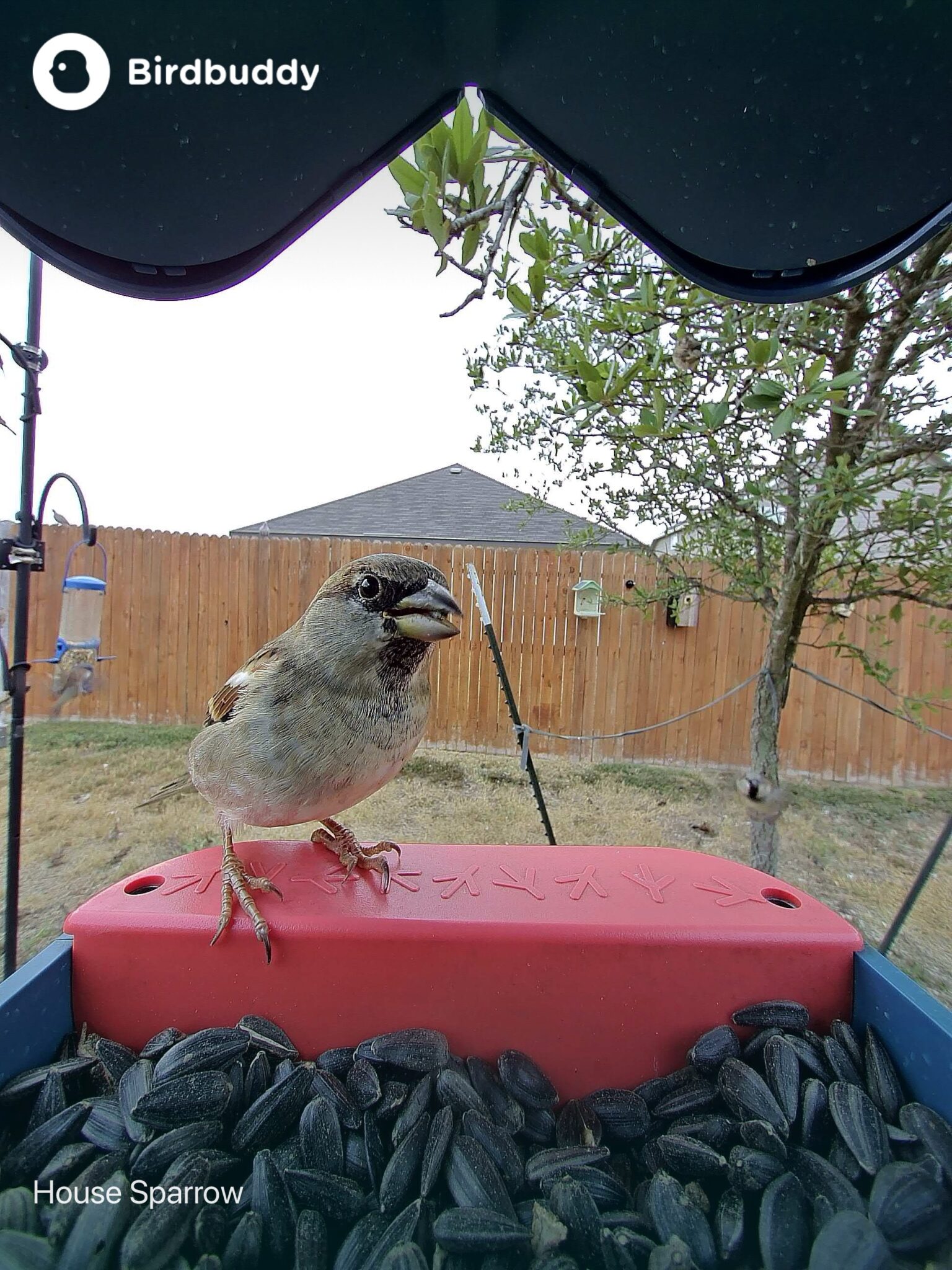 Bird Buddy Smart Bird Feeder PRO Review + 2 Years with the OG
