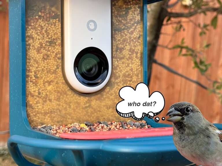Bird Buddy Smart Bird Feeder PRO Review + 2 Years with the OG