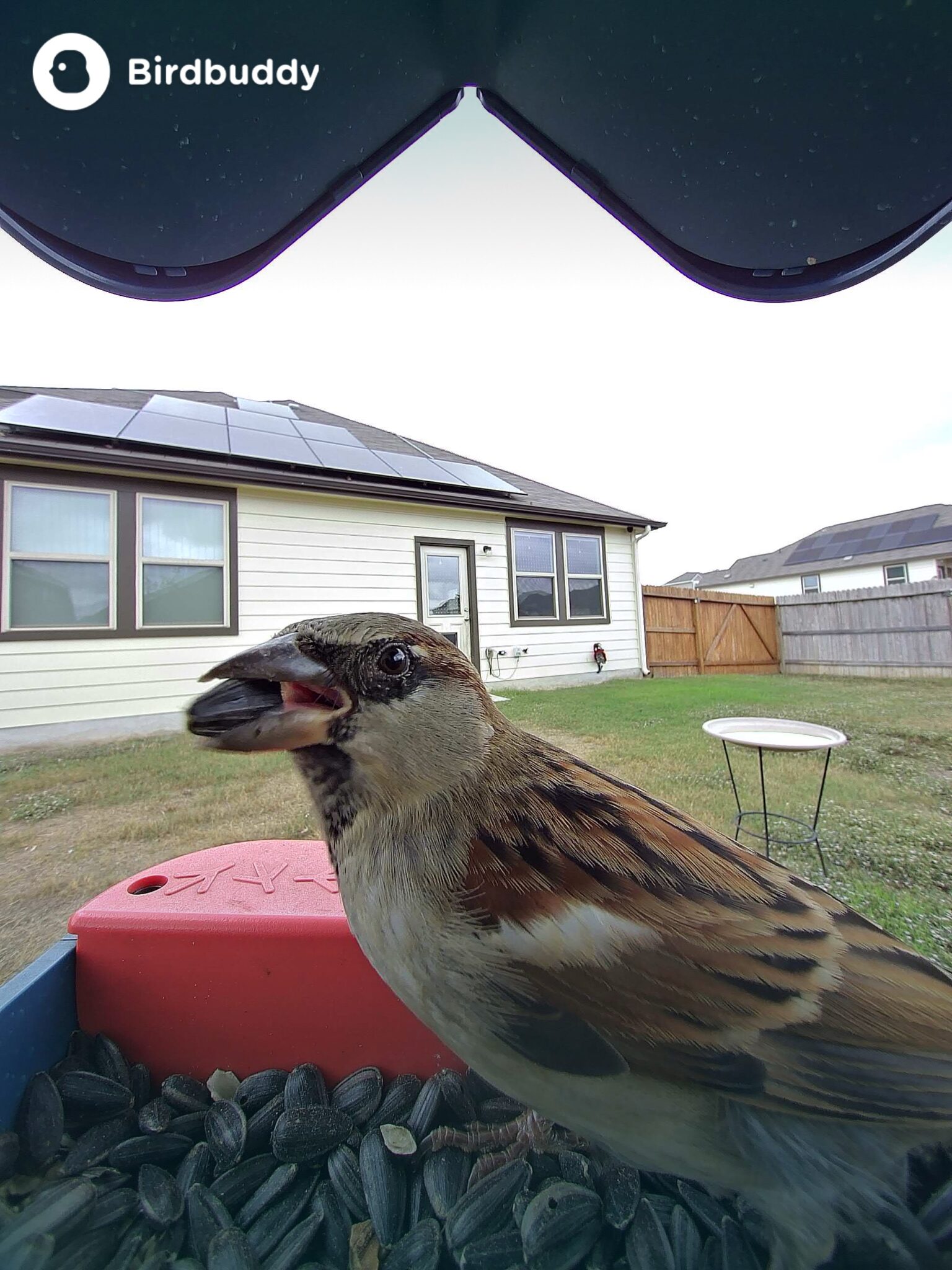 Bird Buddy Smart Bird Feeder PRO Review + 2 Years with the OG