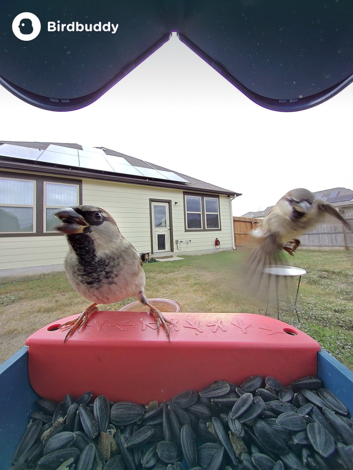 Bird Buddy Smart Bird Feeder PRO Review + 2 Years with the OG